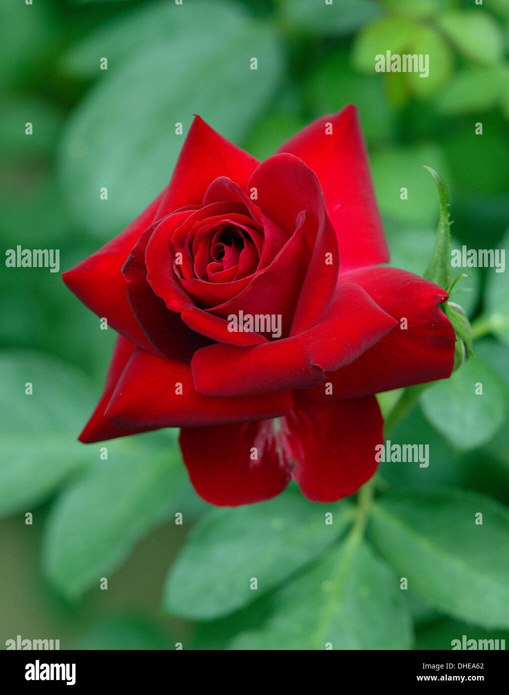 Classic red rose hi-res stock photography and images - Alamy
