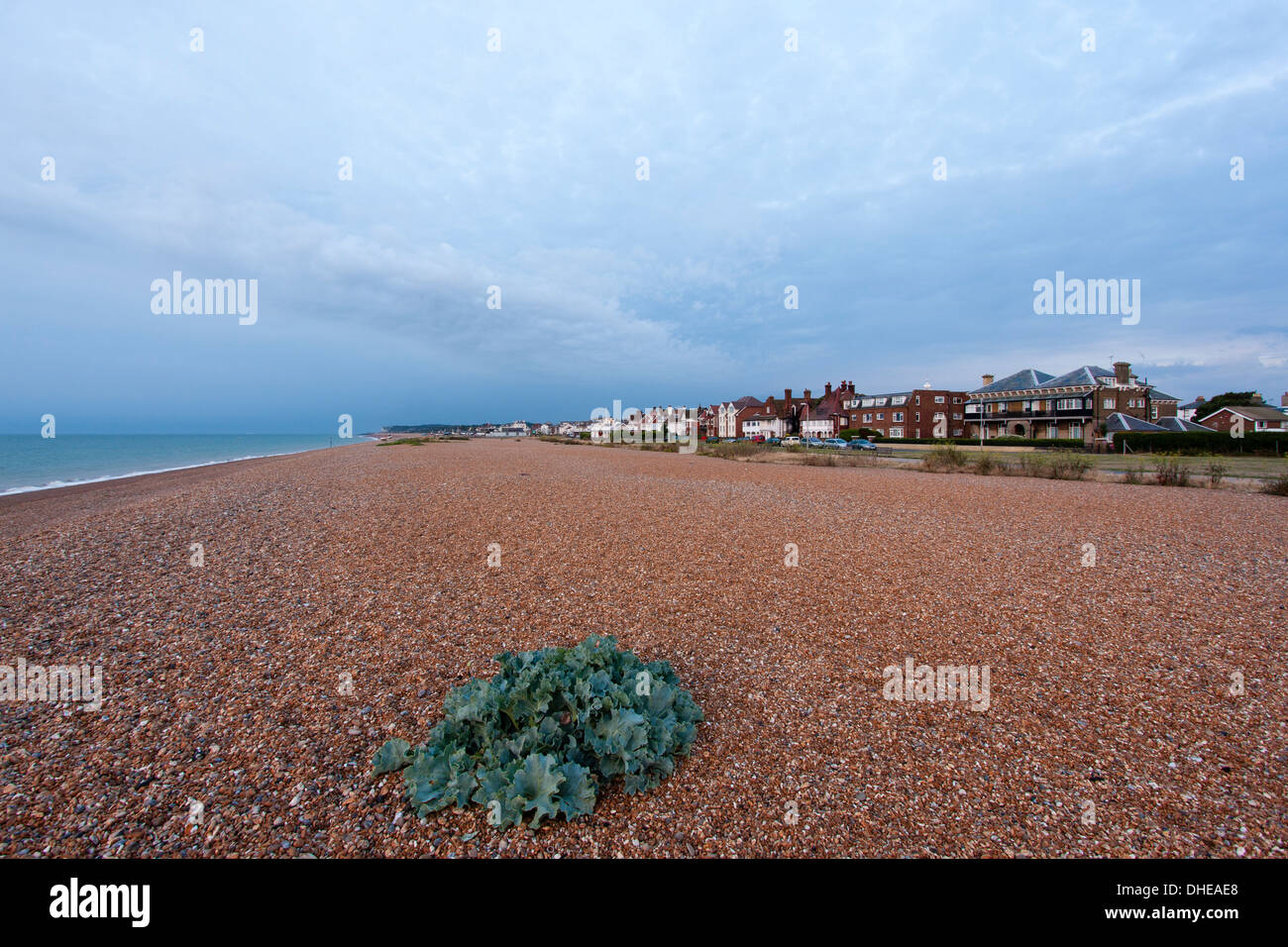 Sea cabbage beach hi-res stock photography and images - Alamy