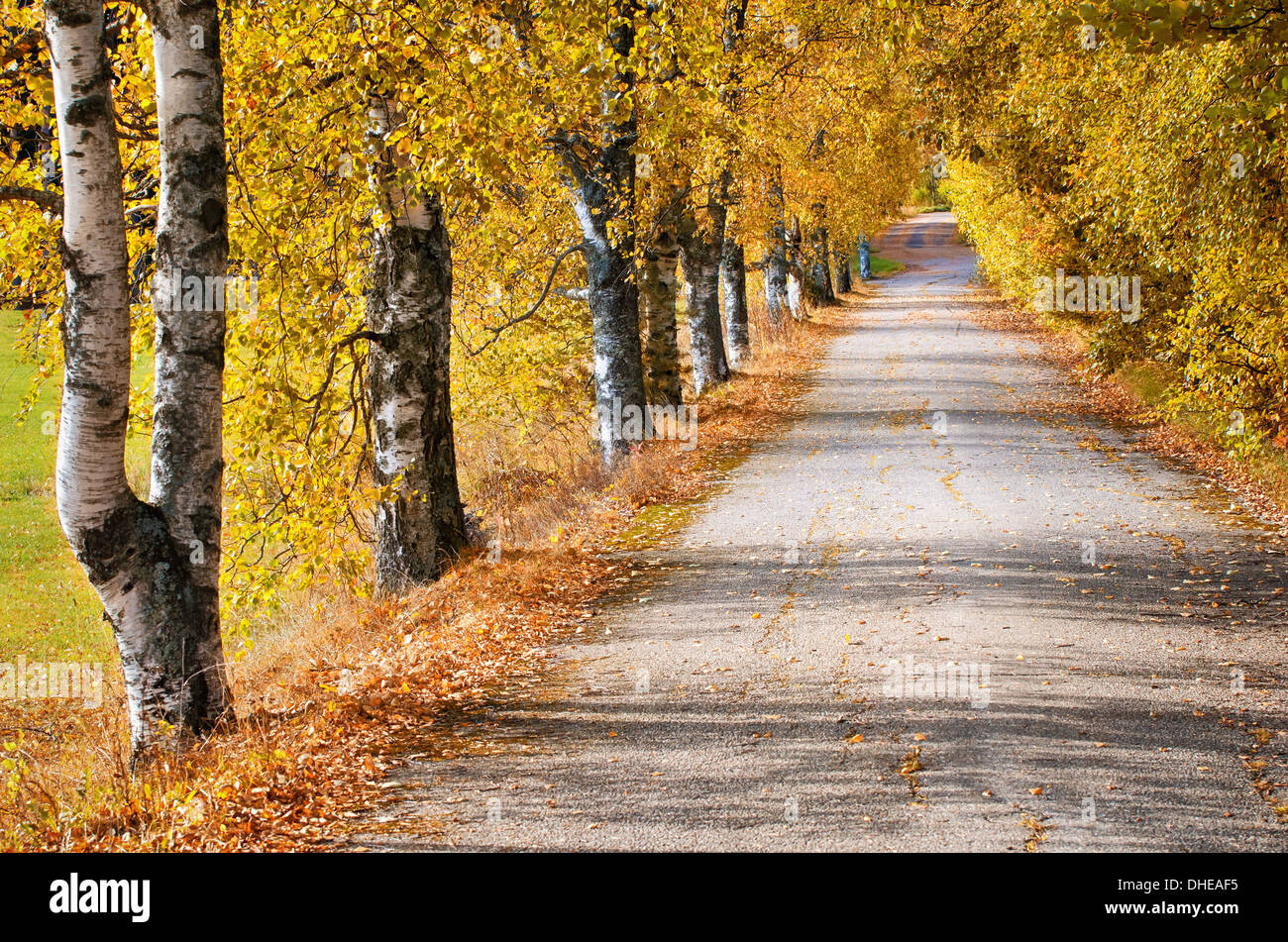 Golden autumn birch trees along a country road Stock Photo - Alamy