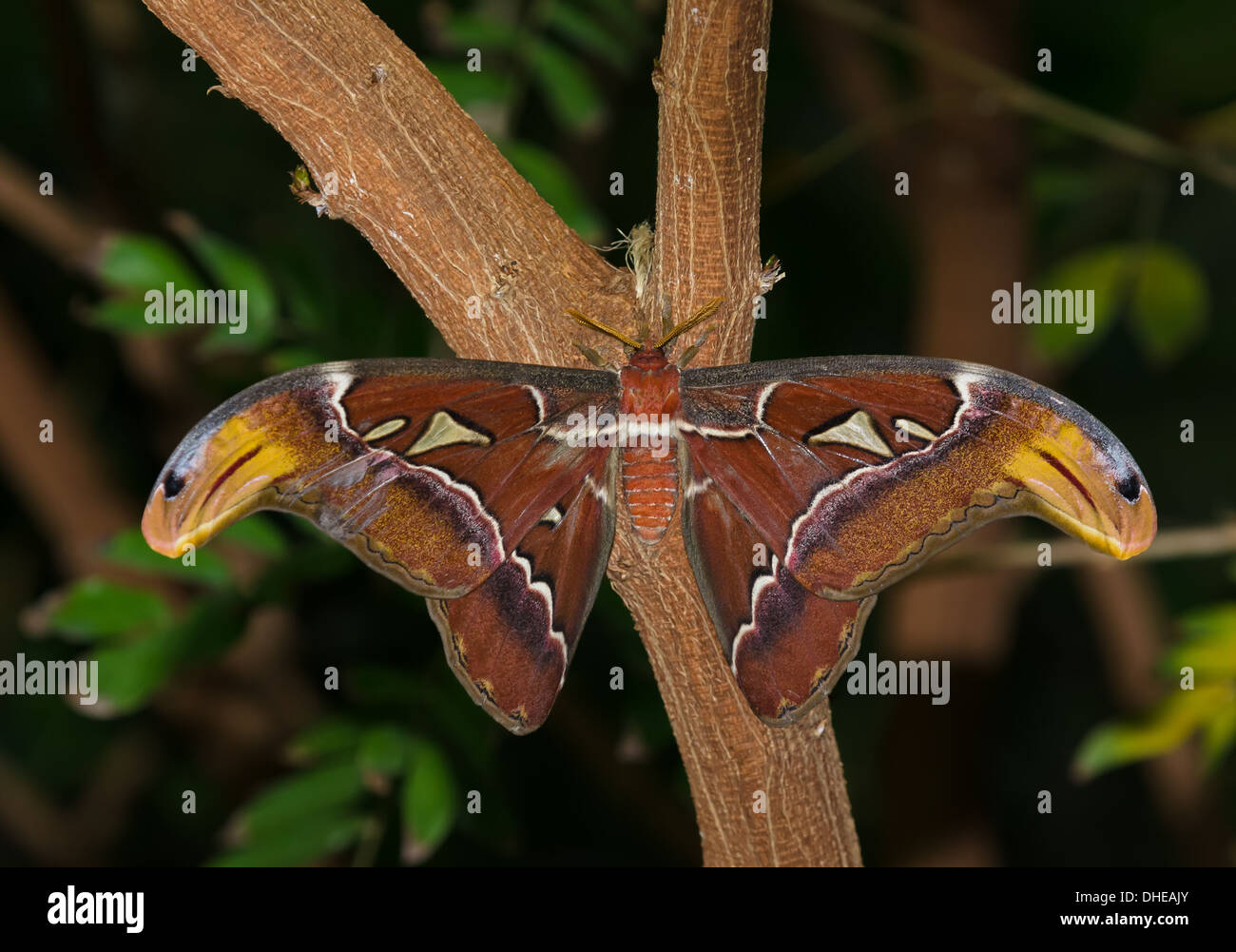 Spots tropical hi-res stock photography and images - Alamy