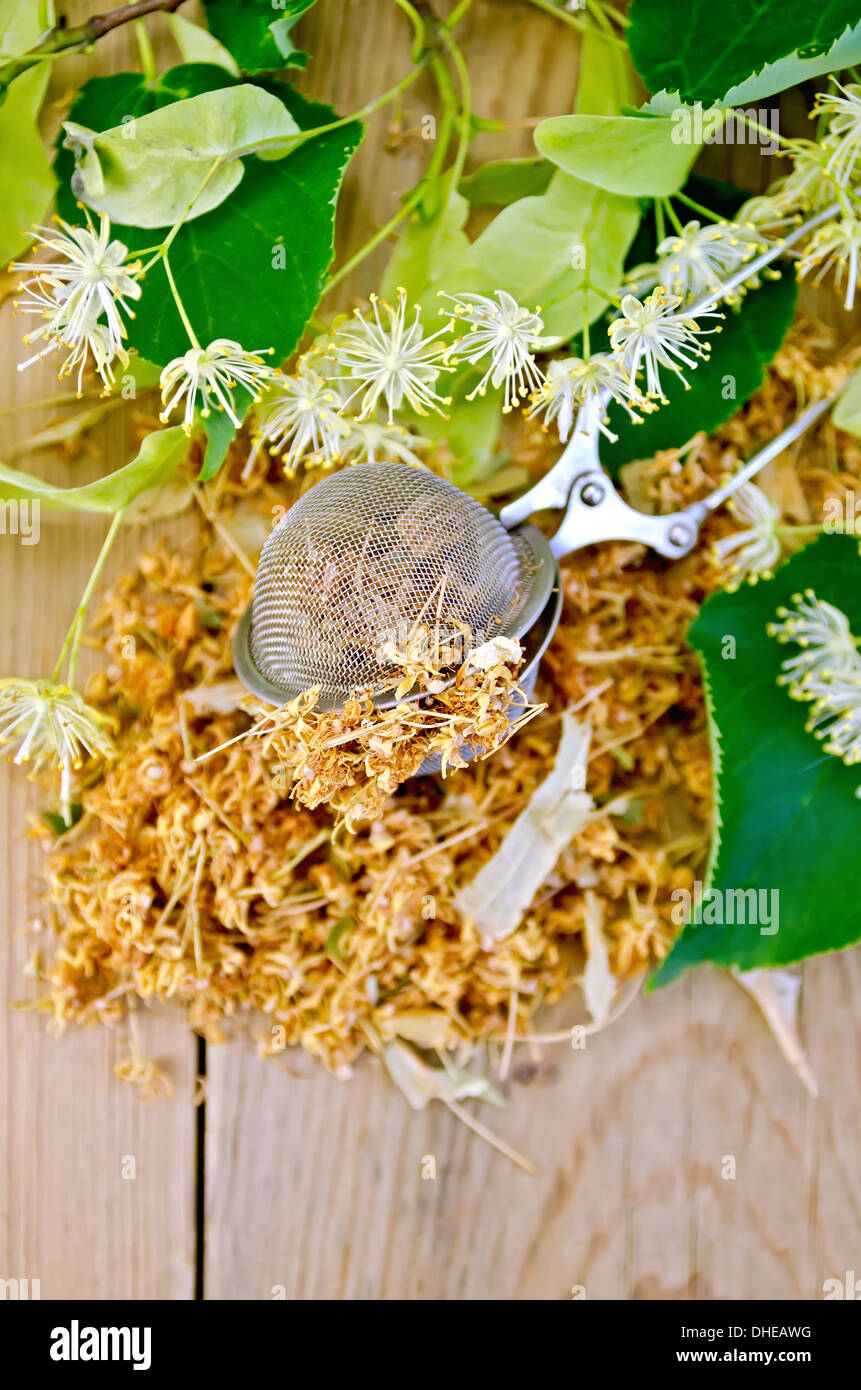 Metal sieve with dried flowers of lime, fresh linden flowers on a ...