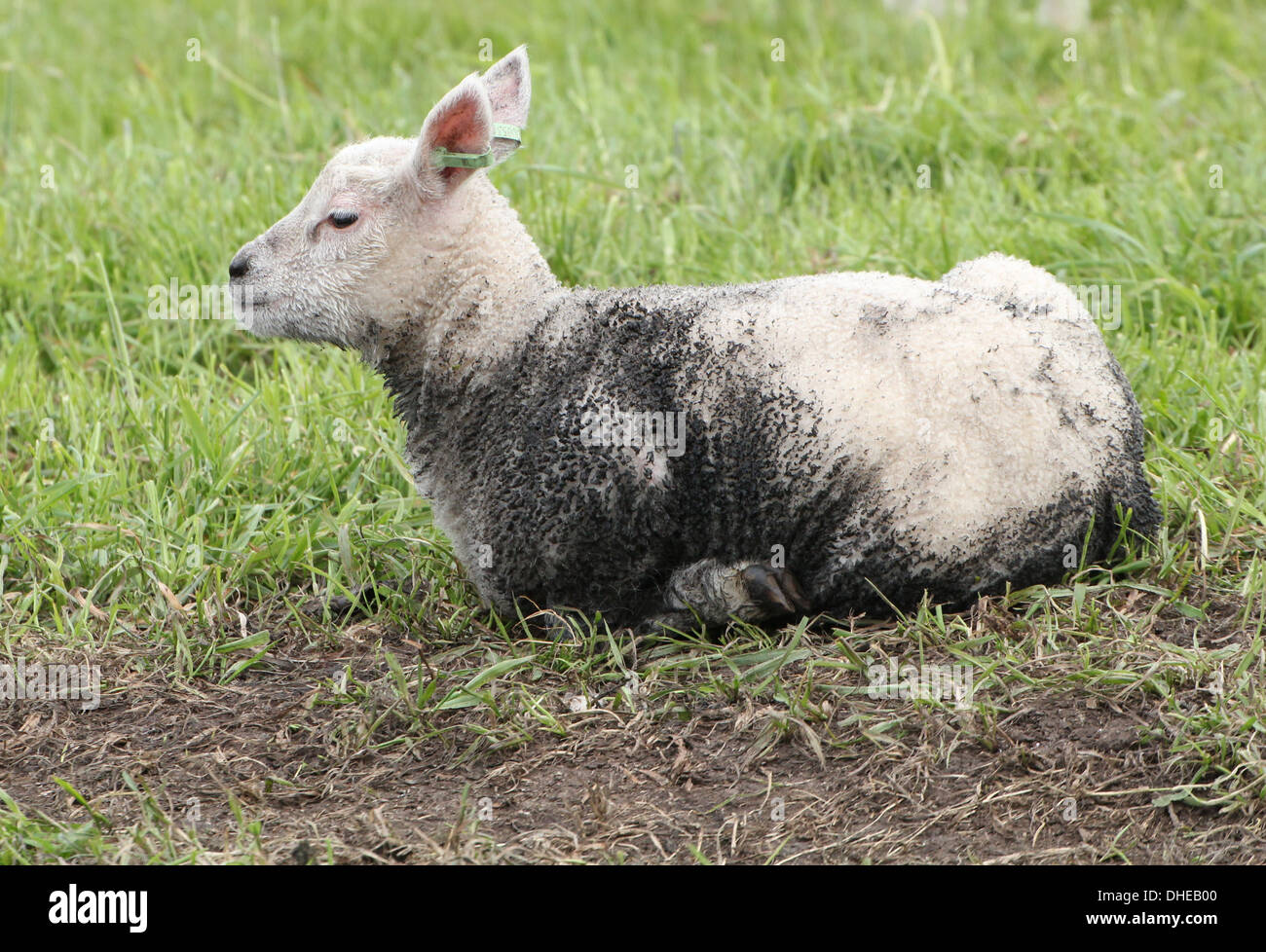 Close-up of a muddy and bedraggled young lamb lying in the grass Stock ...