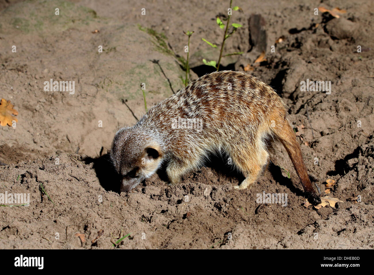 Mangoustes hi-res stock photography and images - Alamy