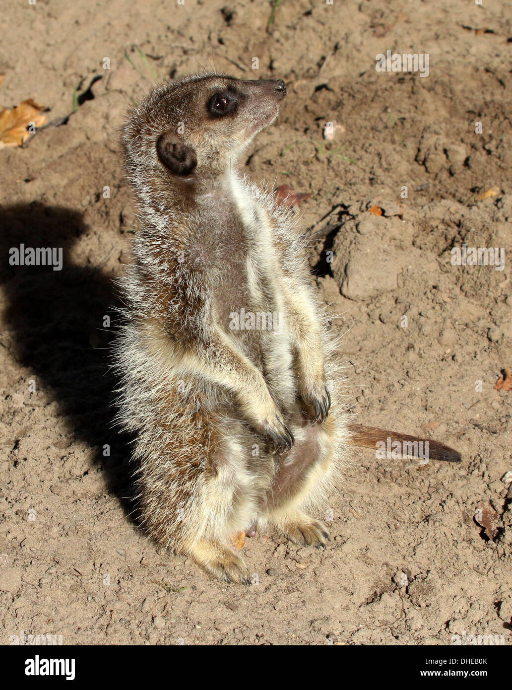 Suricata suricato hi-res stock photography and images - Alamy