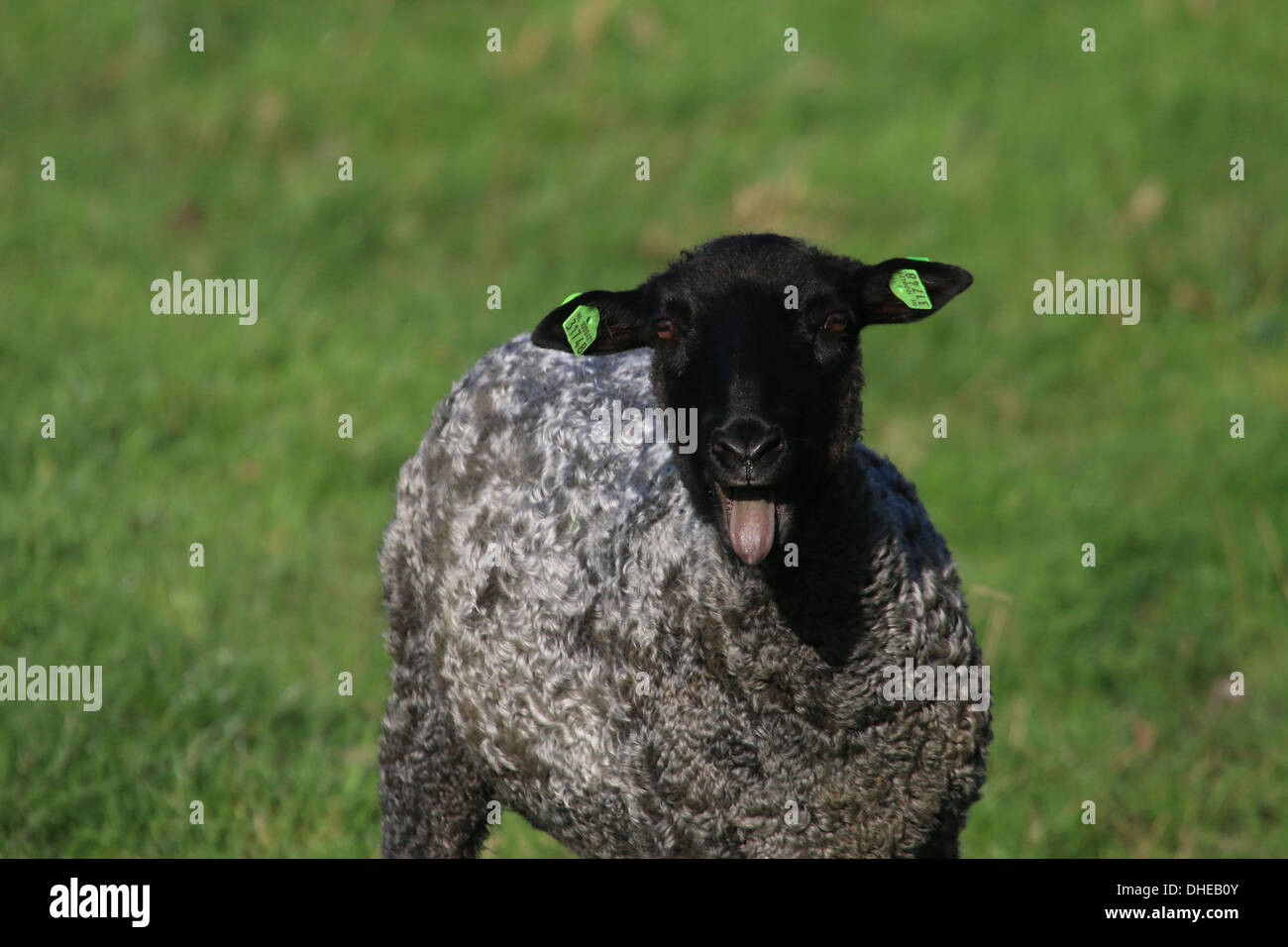 A white lamb bleating hi-res stock photography and images - Alamy