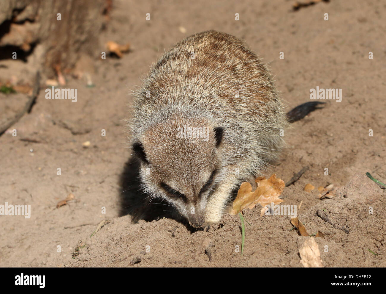 African Meerkat (Suricata suricatta) digging, looking for food Stock ...