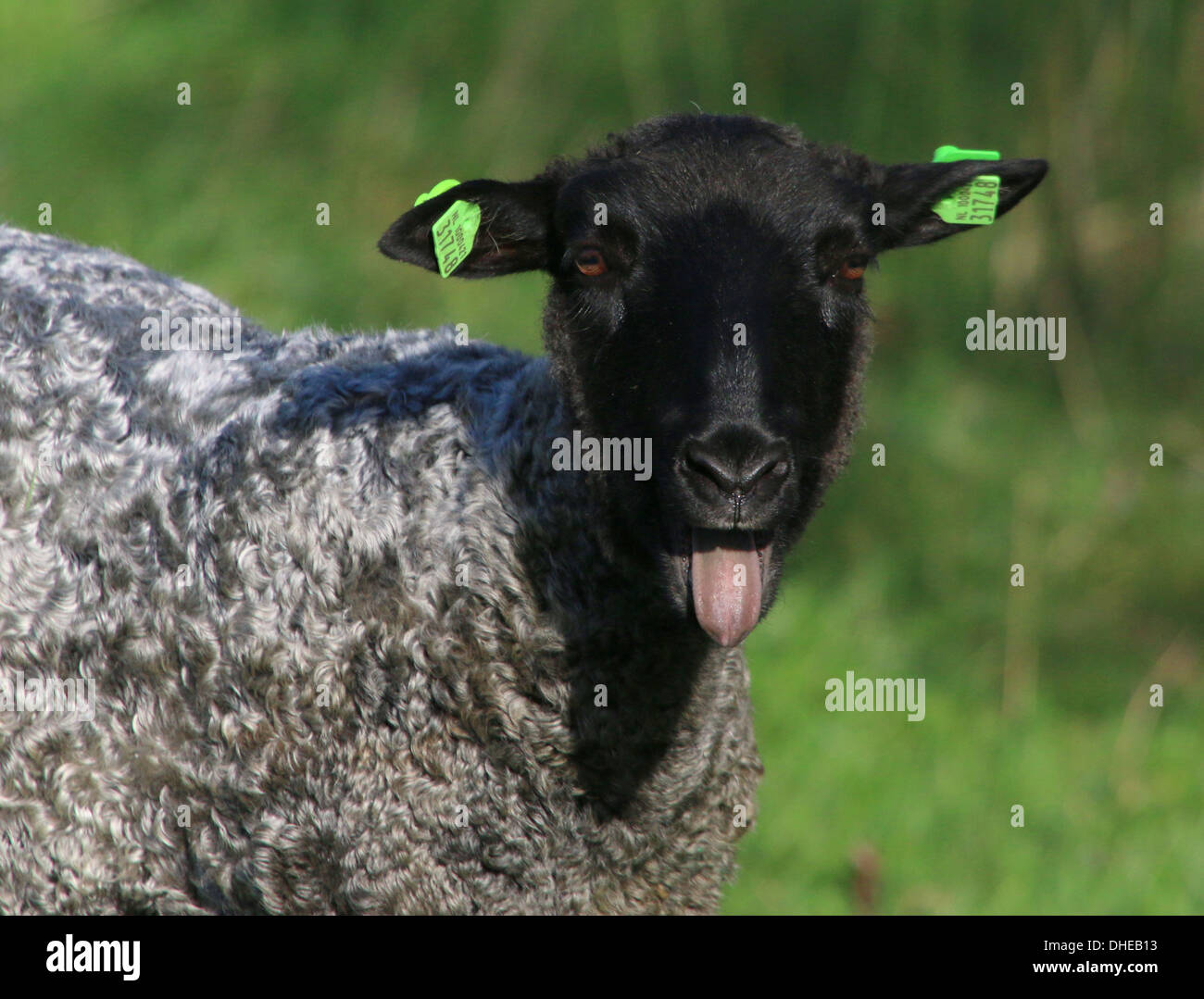 Angry sheep hi-res stock photography and images - Alamy