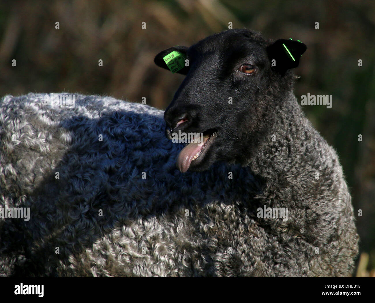 Angry sheep hi-res stock photography and images - Alamy