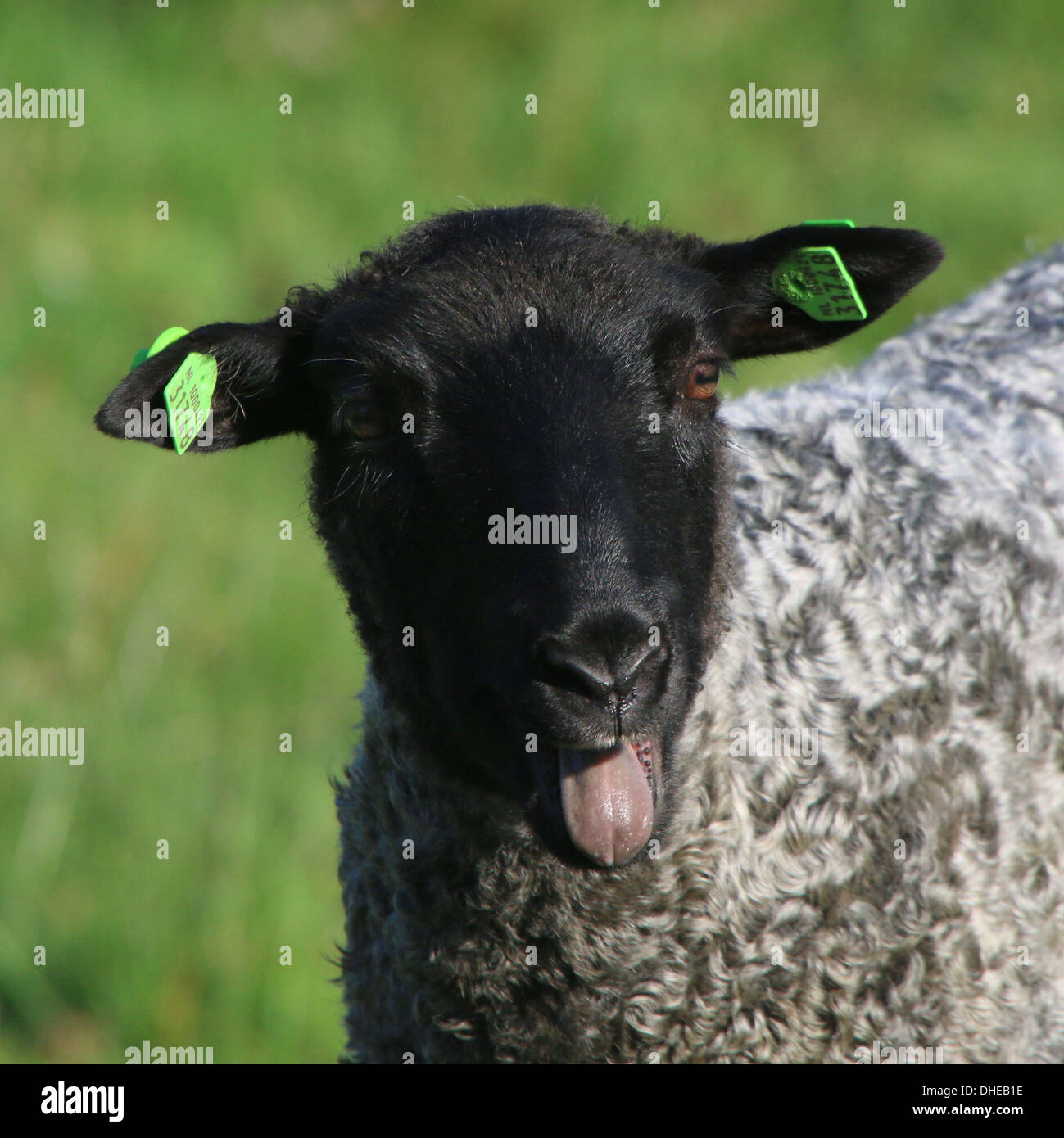Bleating hi-res stock photography and images - Alamy