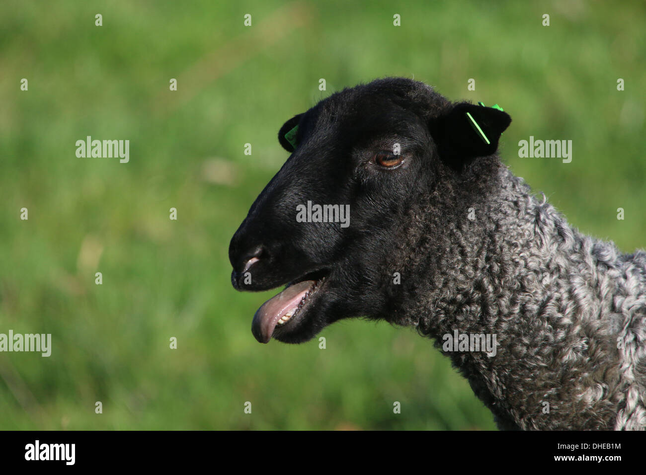 Big ear sheep hi-res stock photography and images - Alamy