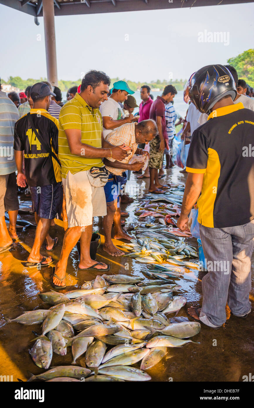 Fish for sale at Negombo fish market (Lellama fish market), Negombo ...