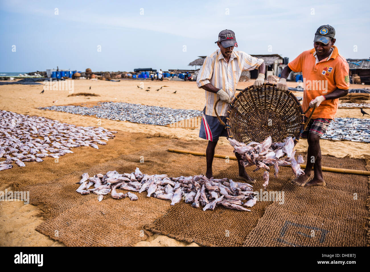 Negombo fish market (Lellama fish market), fishermen working, Negombo ...