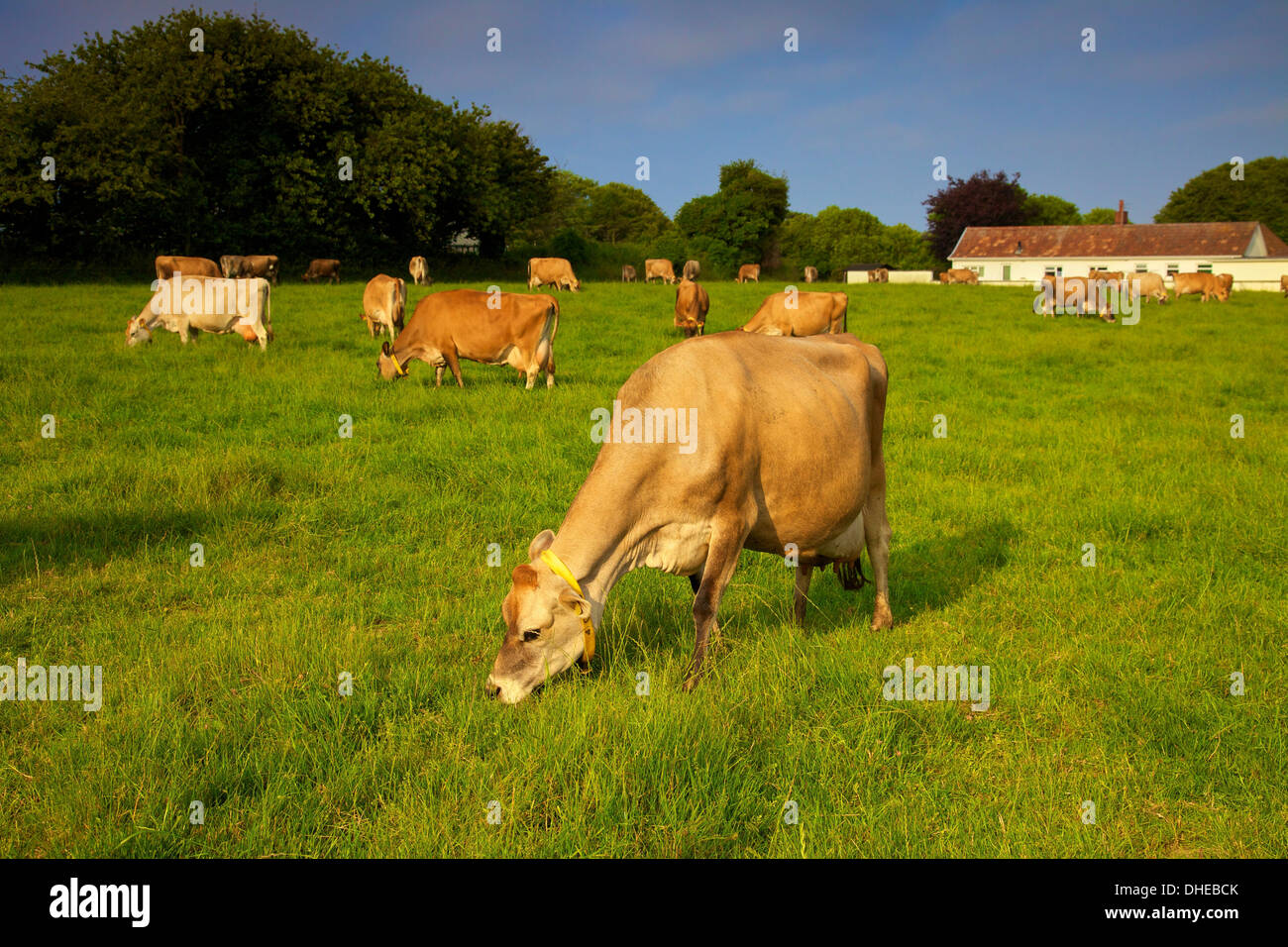 Jersey cattle hi-res stock photography and images - Alamy