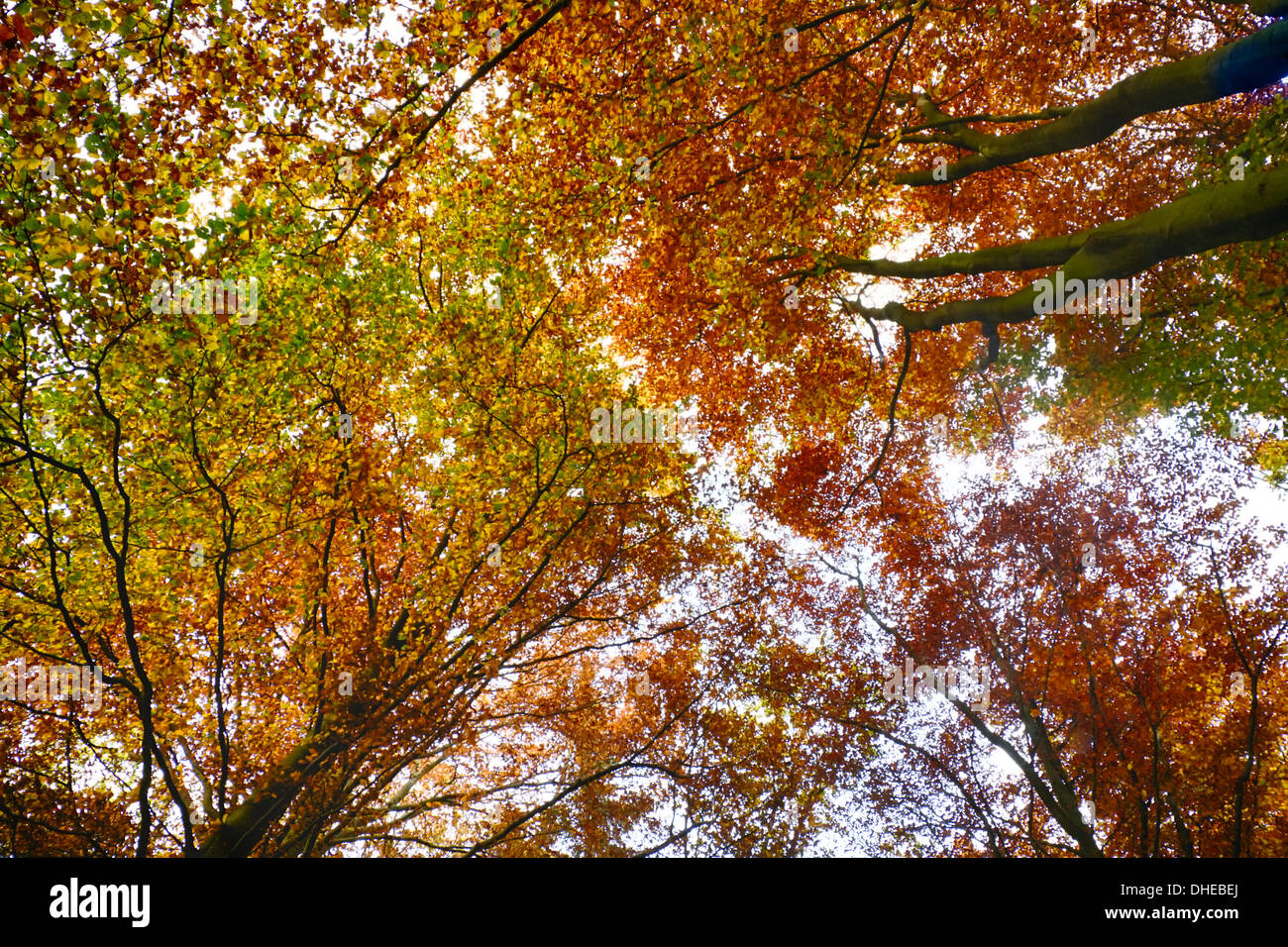 Colorful Autumn forrest Stock Photo - Alamy