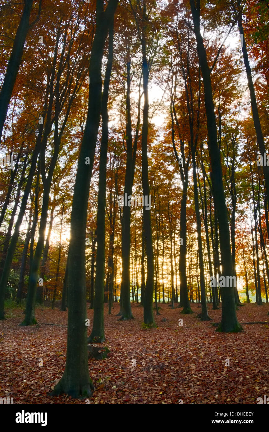 Colorful Autumn forrest Stock Photo - Alamy