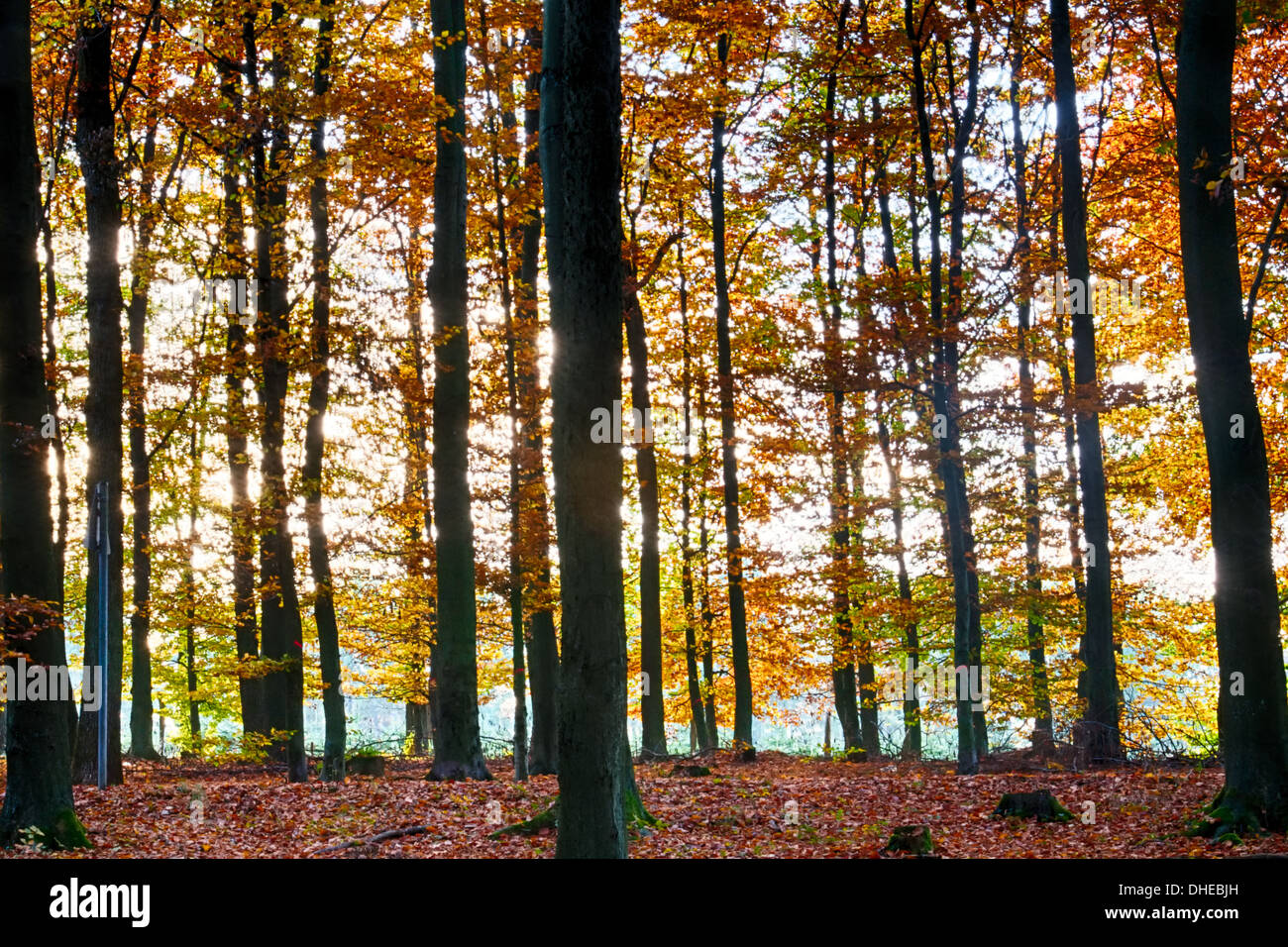 Colorful Autumn forrest Stock Photo - Alamy