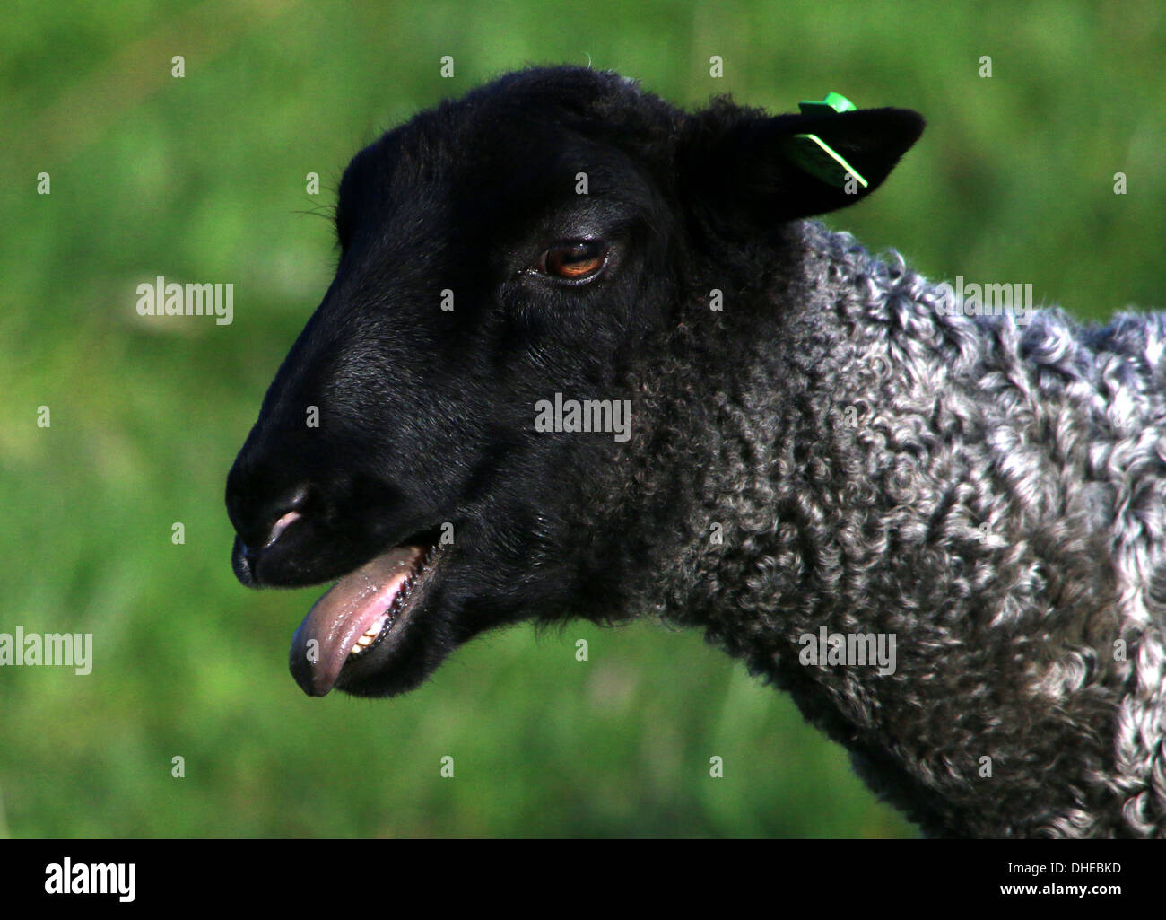 Sheep tongue hi-res stock photography and images - Alamy