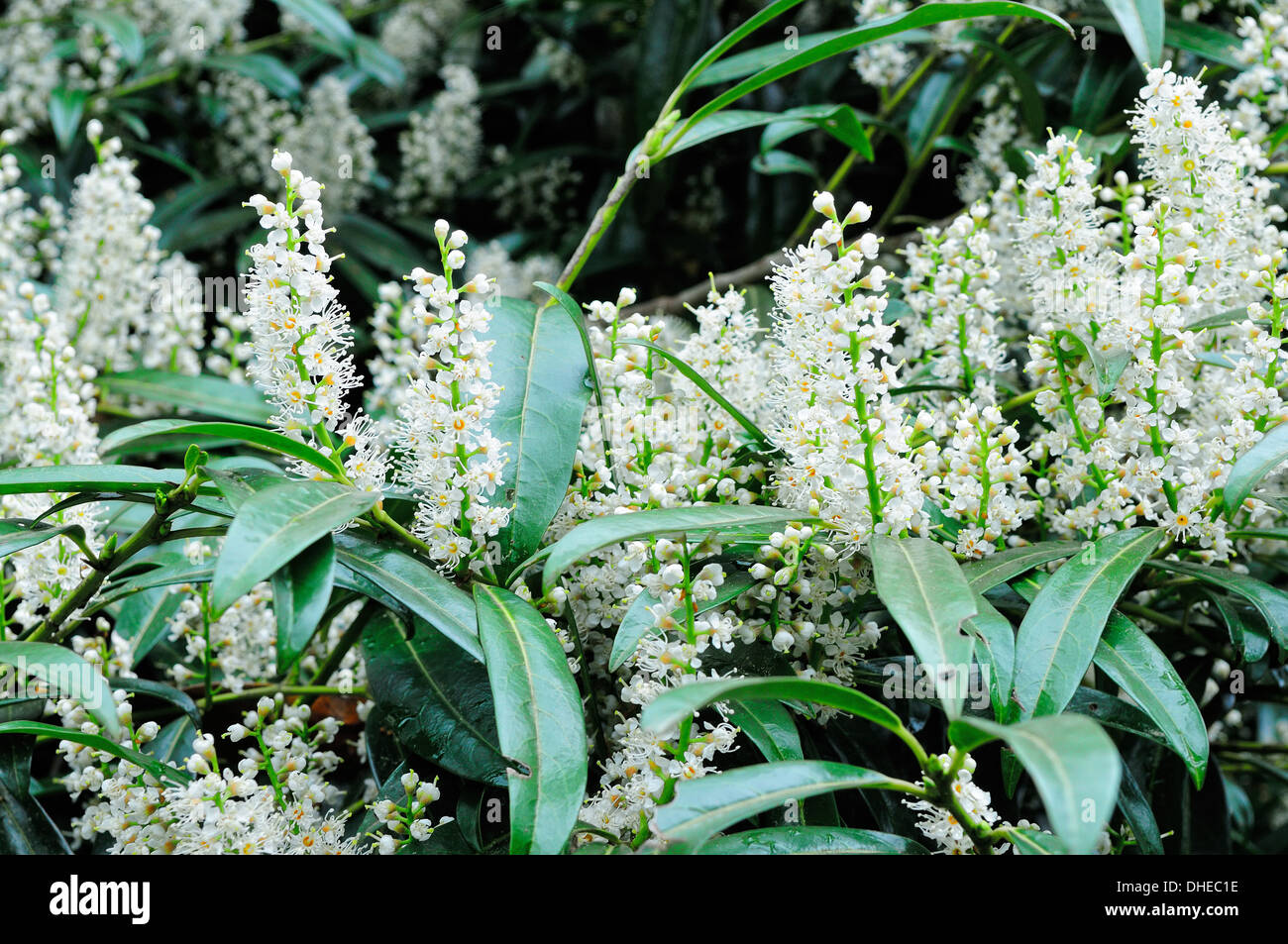 Blooming cherry laurel hi-res stock photography and images - Alamy