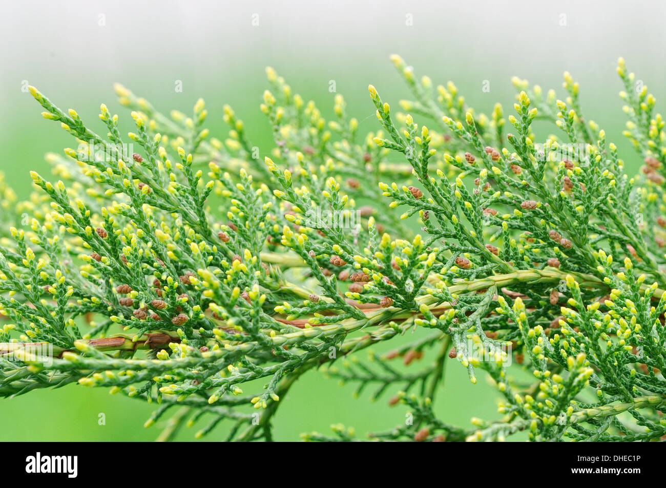 Thuja - Tree of Life Stock Photo - Alamy