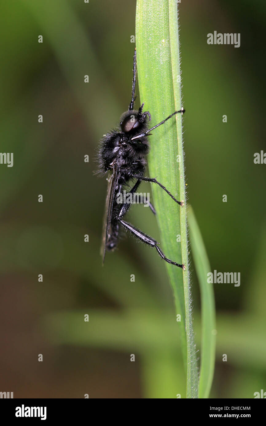 St marks fly hi-res stock photography and images - Alamy