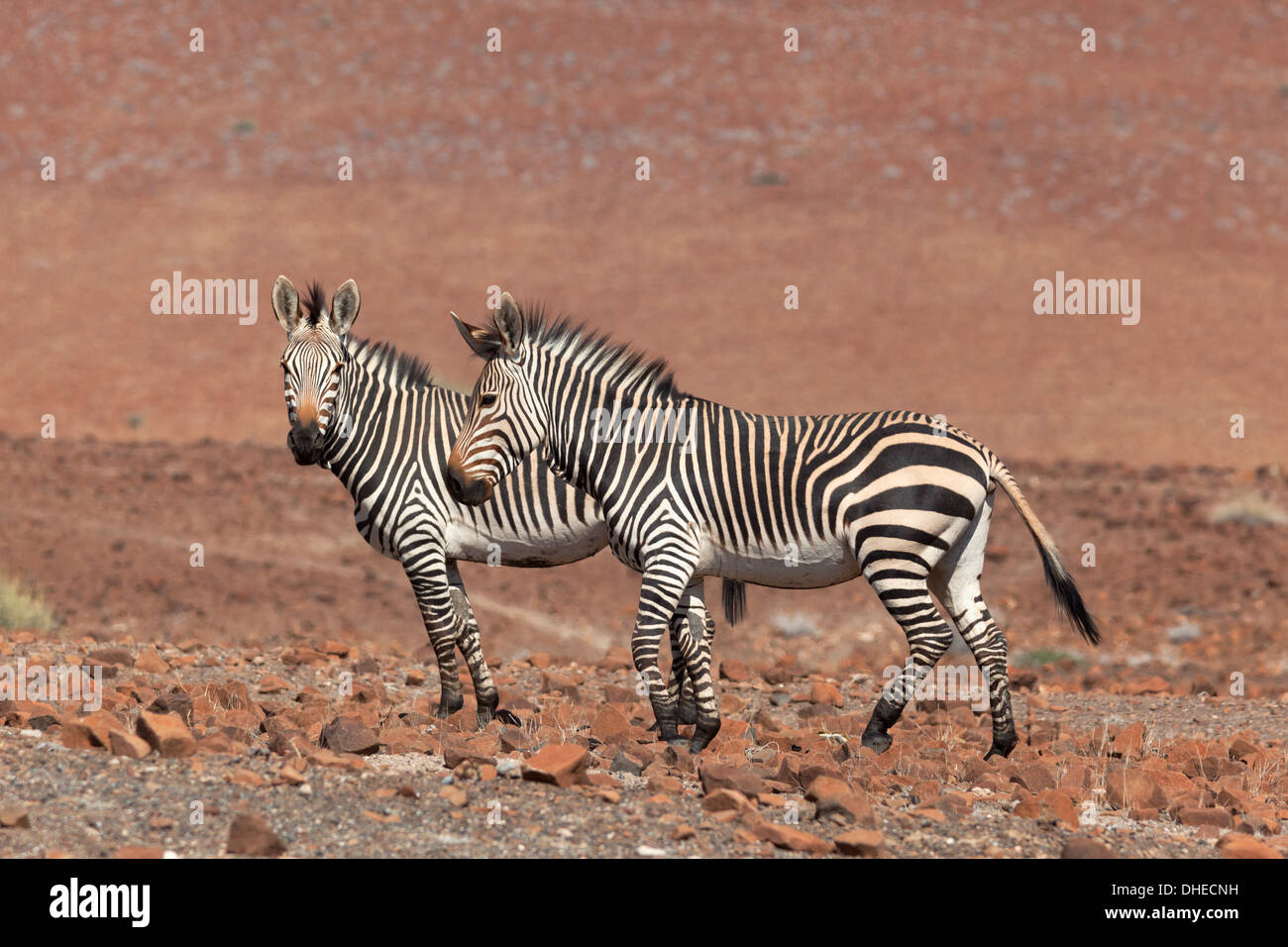 Hartmann's mountain zebra, (Equus zebra hartmannae), Kunene region ...
