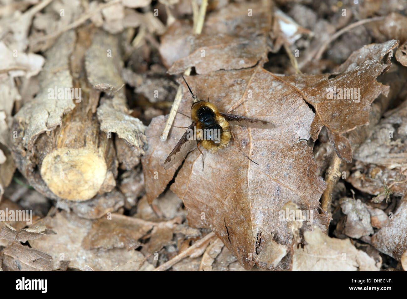 Bombylius major, Large Bee-fly Stock Photo - Alamy
