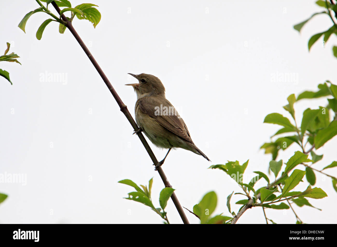Sylvia borin, Garden Warbler Stock Photo - Alamy