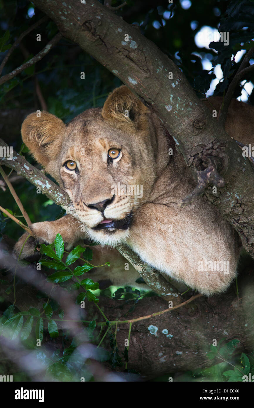 Lion in tree hi-res stock photography and images - Alamy