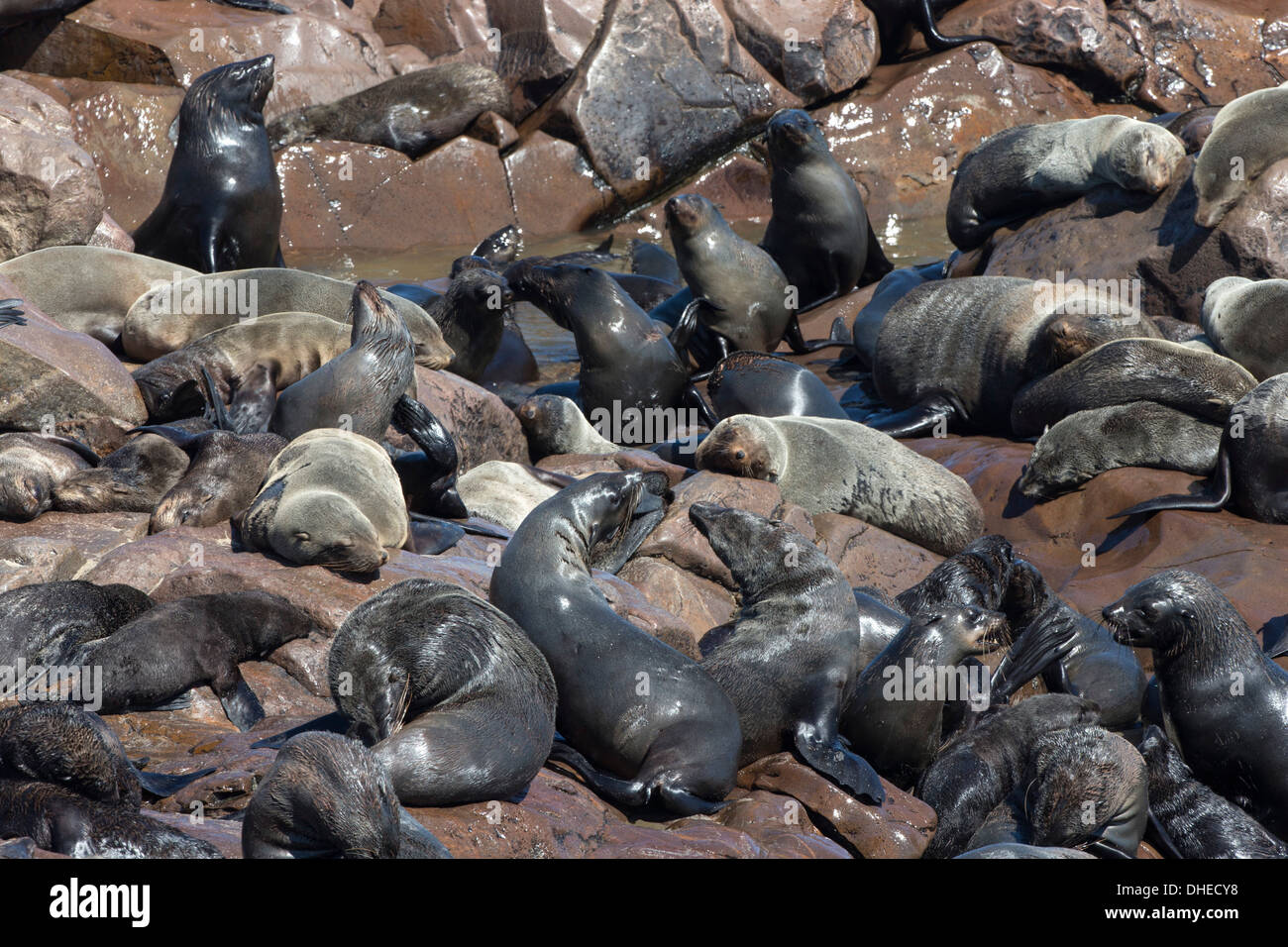 South african fur seals hi-res stock photography and images - Alamy