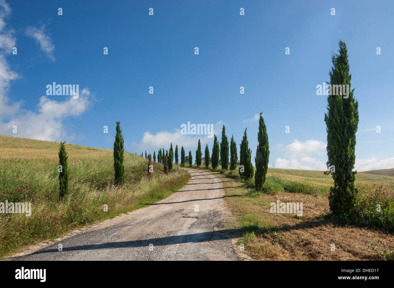 Tree lined driveway, Val d'Orcia, Tuscany, Italy, Europe Stock Photo ...