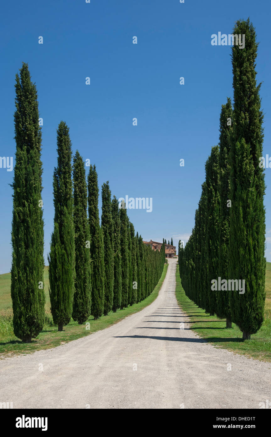 Tree lined driveway, Val d'Orcia, Tuscany, Italy, Europe Stock Photo ...