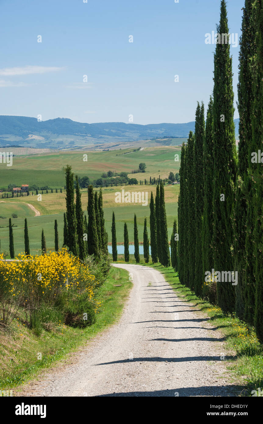 Tree lined driveway, Val d'Orcia, Tuscany, Italy, Europe Stock Photo ...