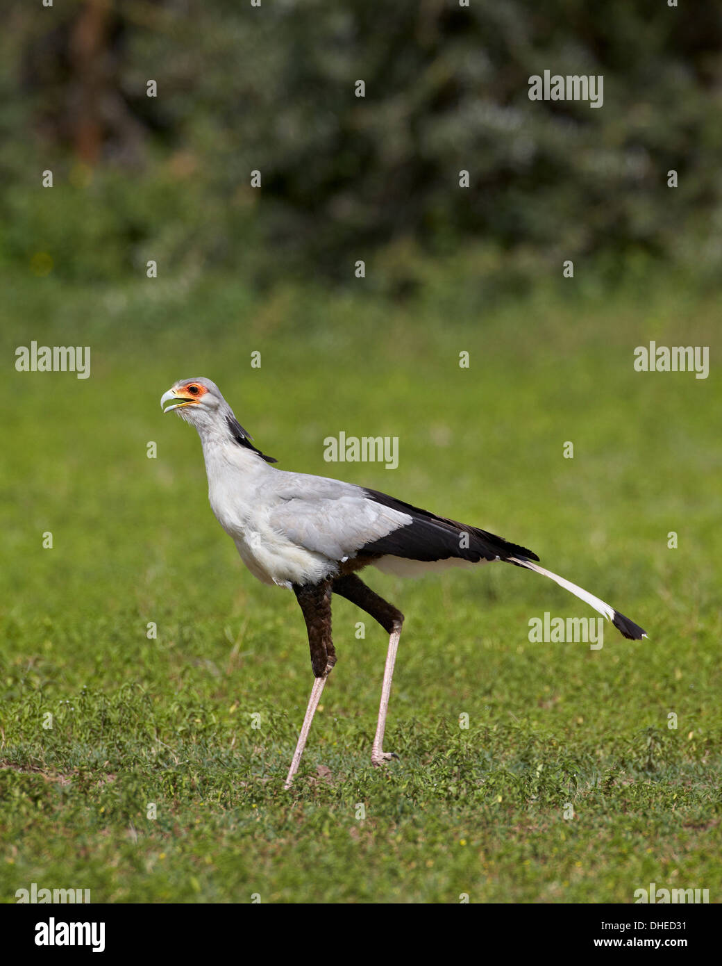 Sagittarius serpentarius hi-res stock photography and images - Alamy