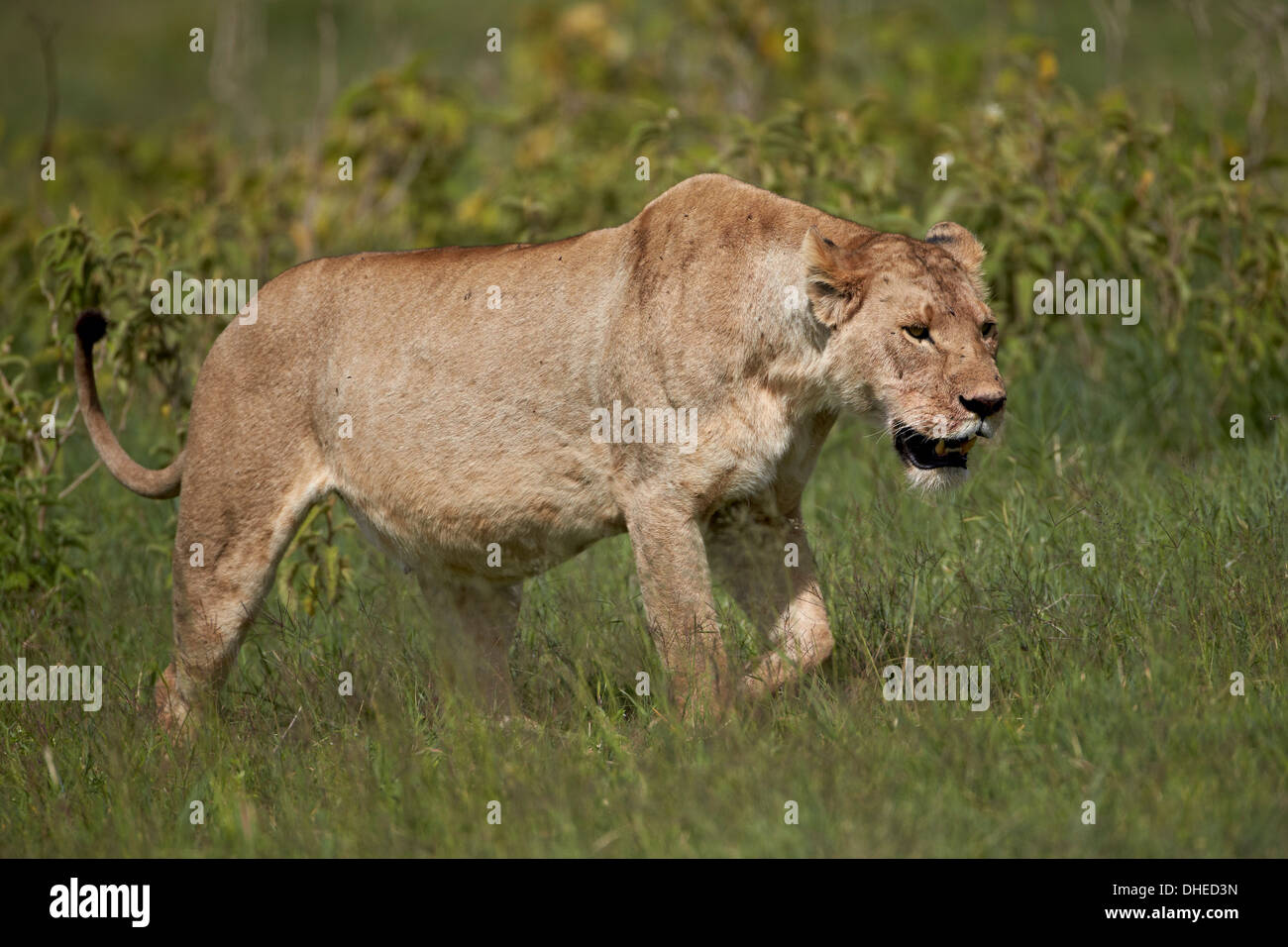 Lioness (Lion, Panthera leo), Ngorongoro Crater, Tanzania, East Africa ...
