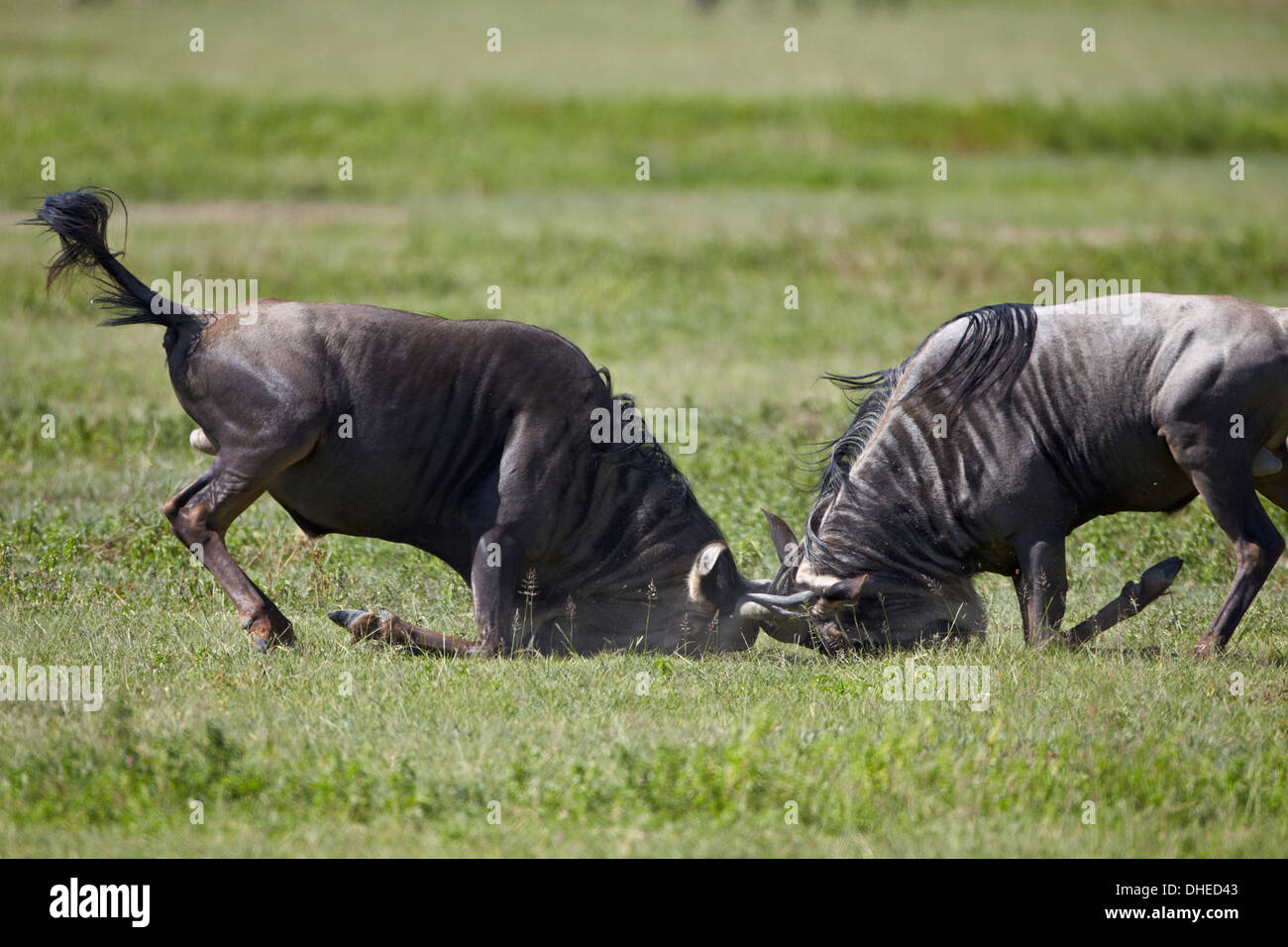 Two gnu hi-res stock photography and images - Alamy