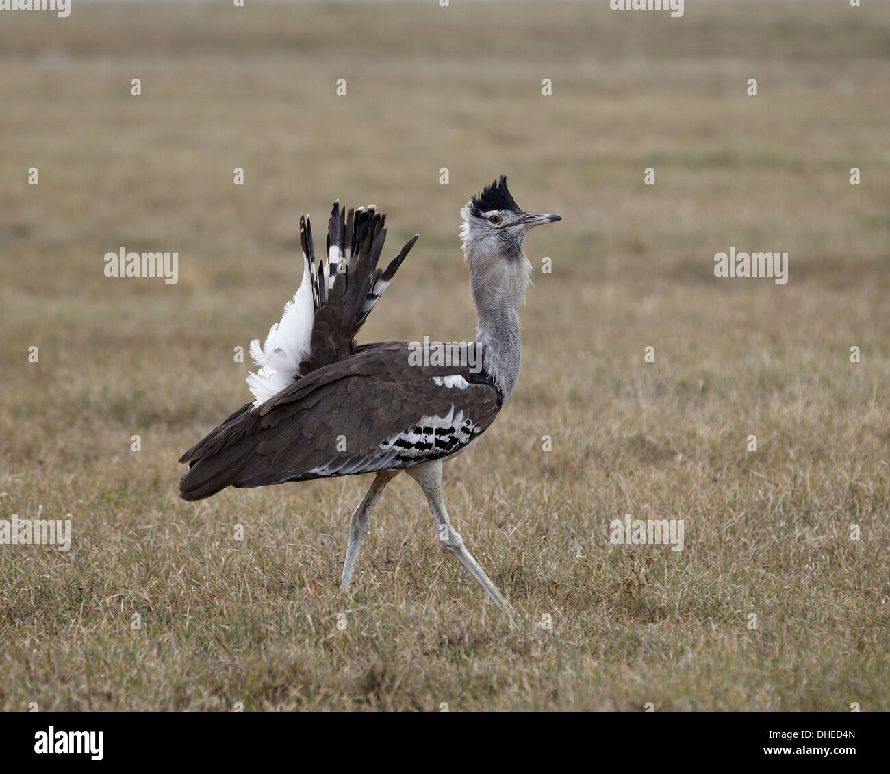 Male Kori bustard (Ardeotis kori) displaying, Ngorongoro Crater ...