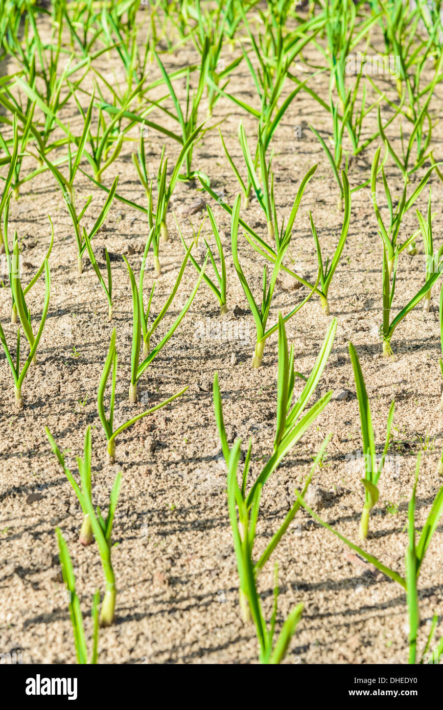 Lush sprouts hi-res stock photography and images - Alamy