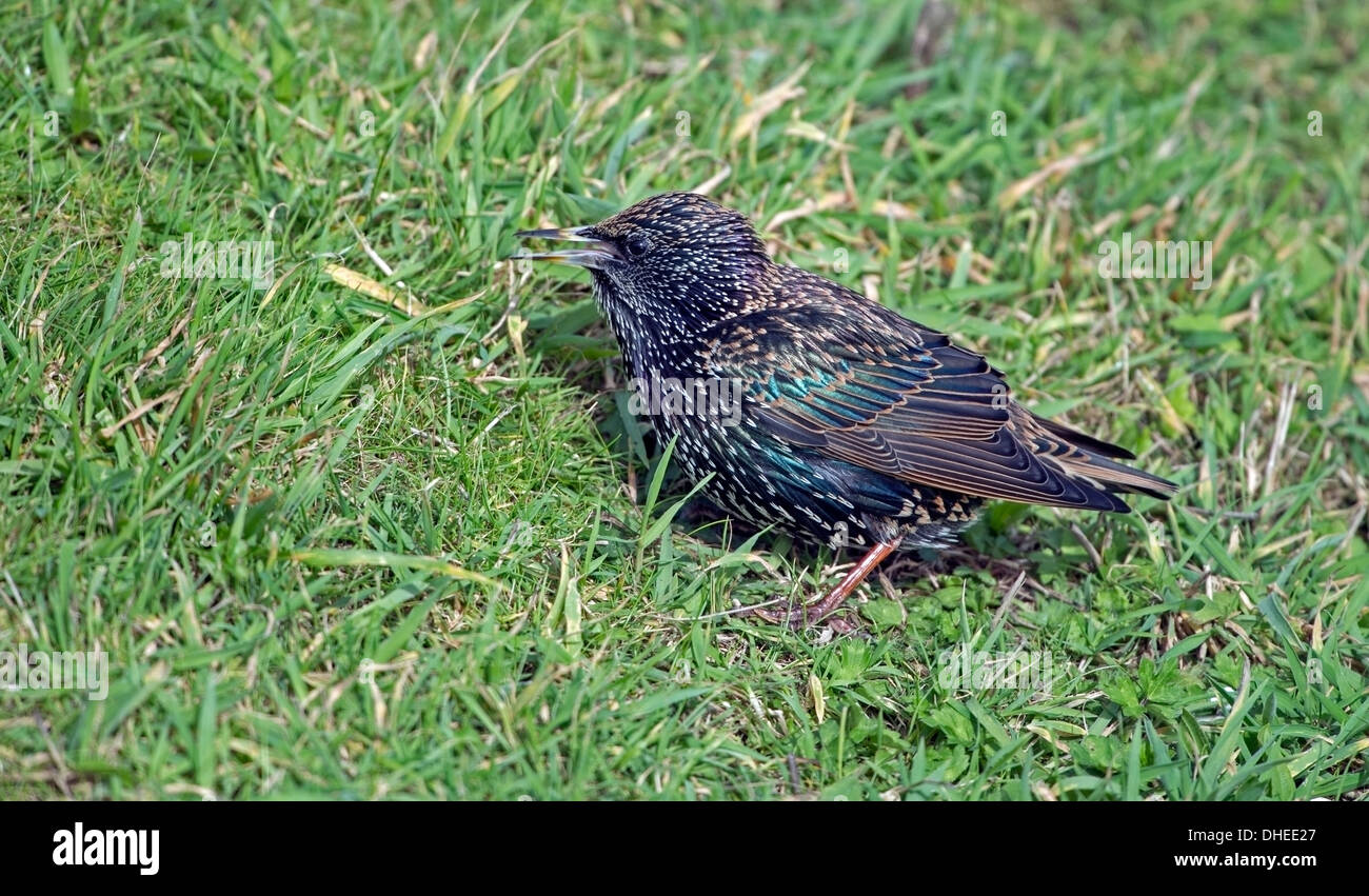 Complex plumage hi-res stock photography and images - Alamy
