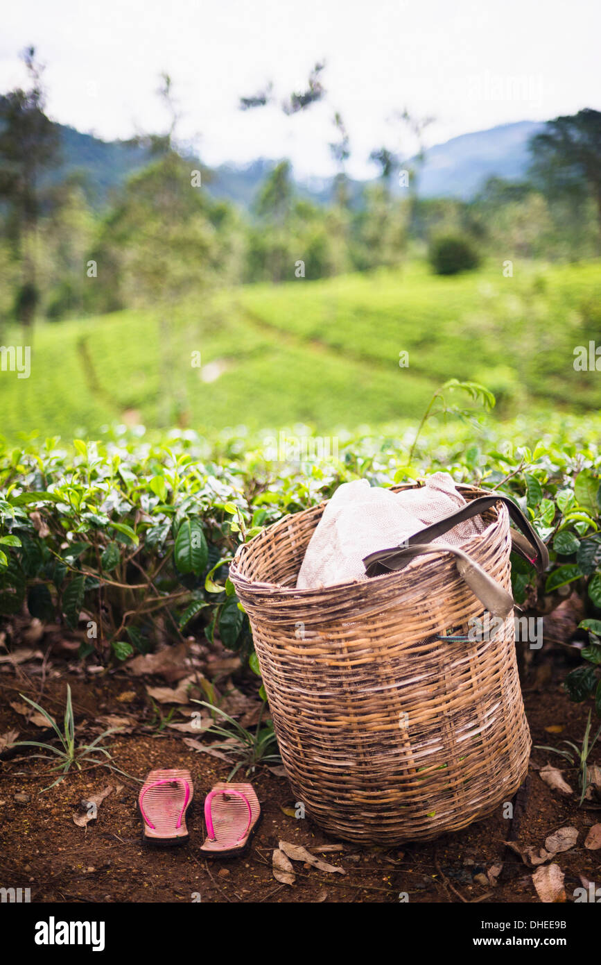 Tea pluckers basket and shoes at a tea plantation, Central Highlands ...