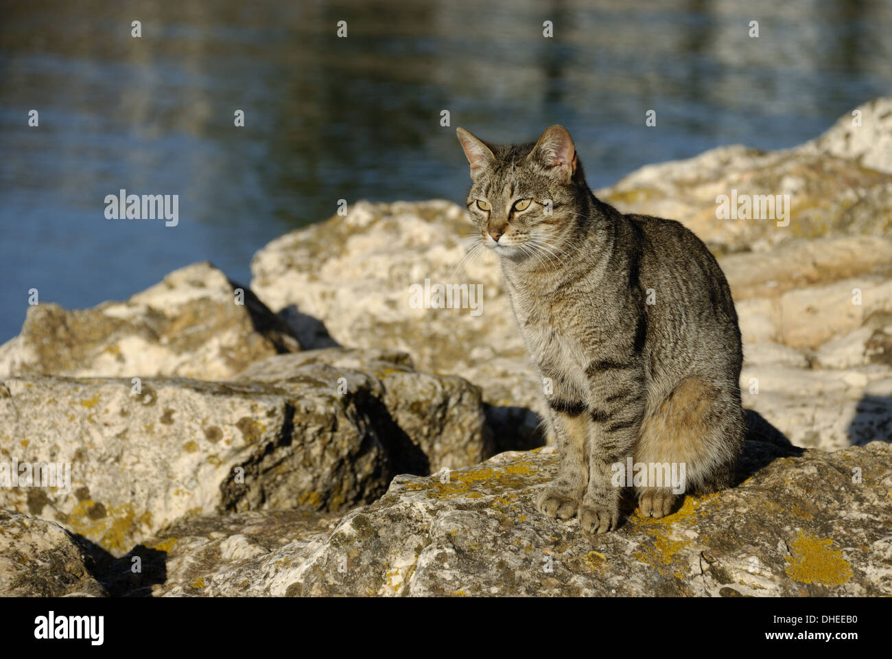 Cat in Lagos Stock Photo - Alamy