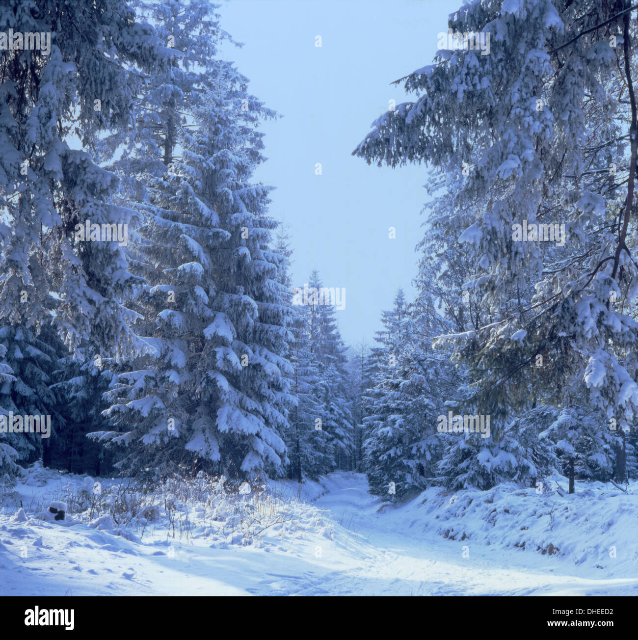Hiking in snowy forest hi-res stock photography and images - Alamy