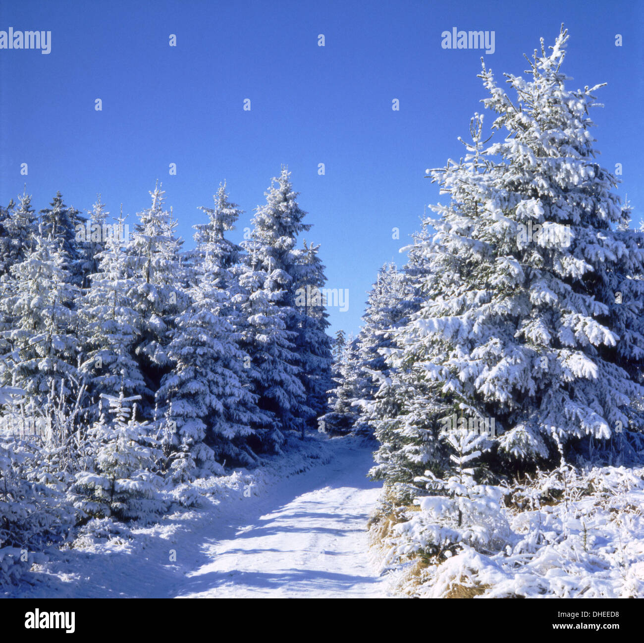 hiking trails in the snowy forest Stock Photo - Alamy