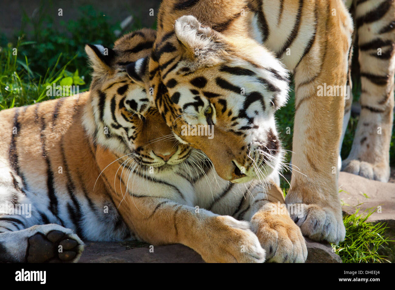 Siberian tiger (Panthera tigris altaica Stock Photo - Alamy