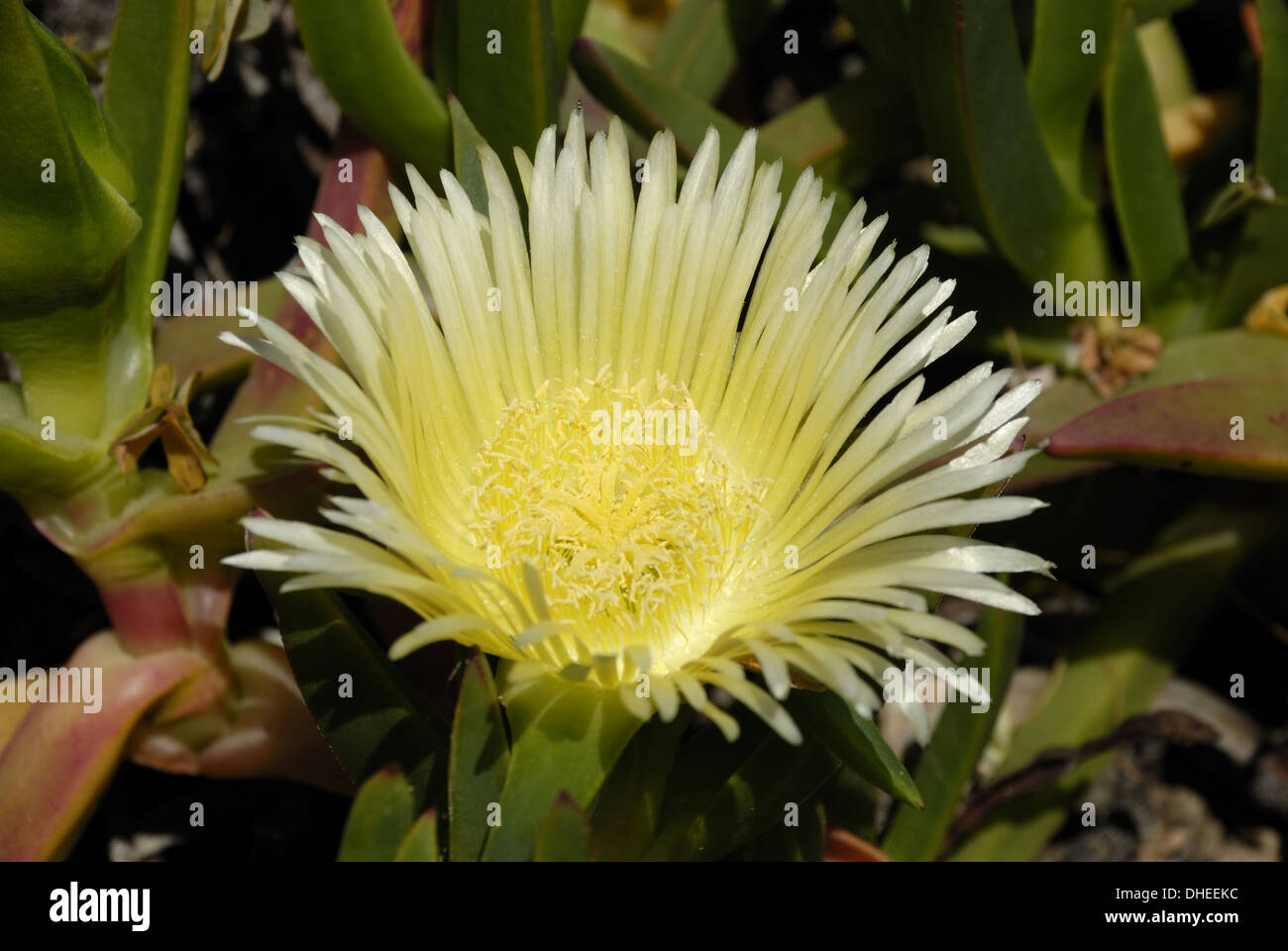 Carpobrotus edulis hi-res stock photography and images - Alamy