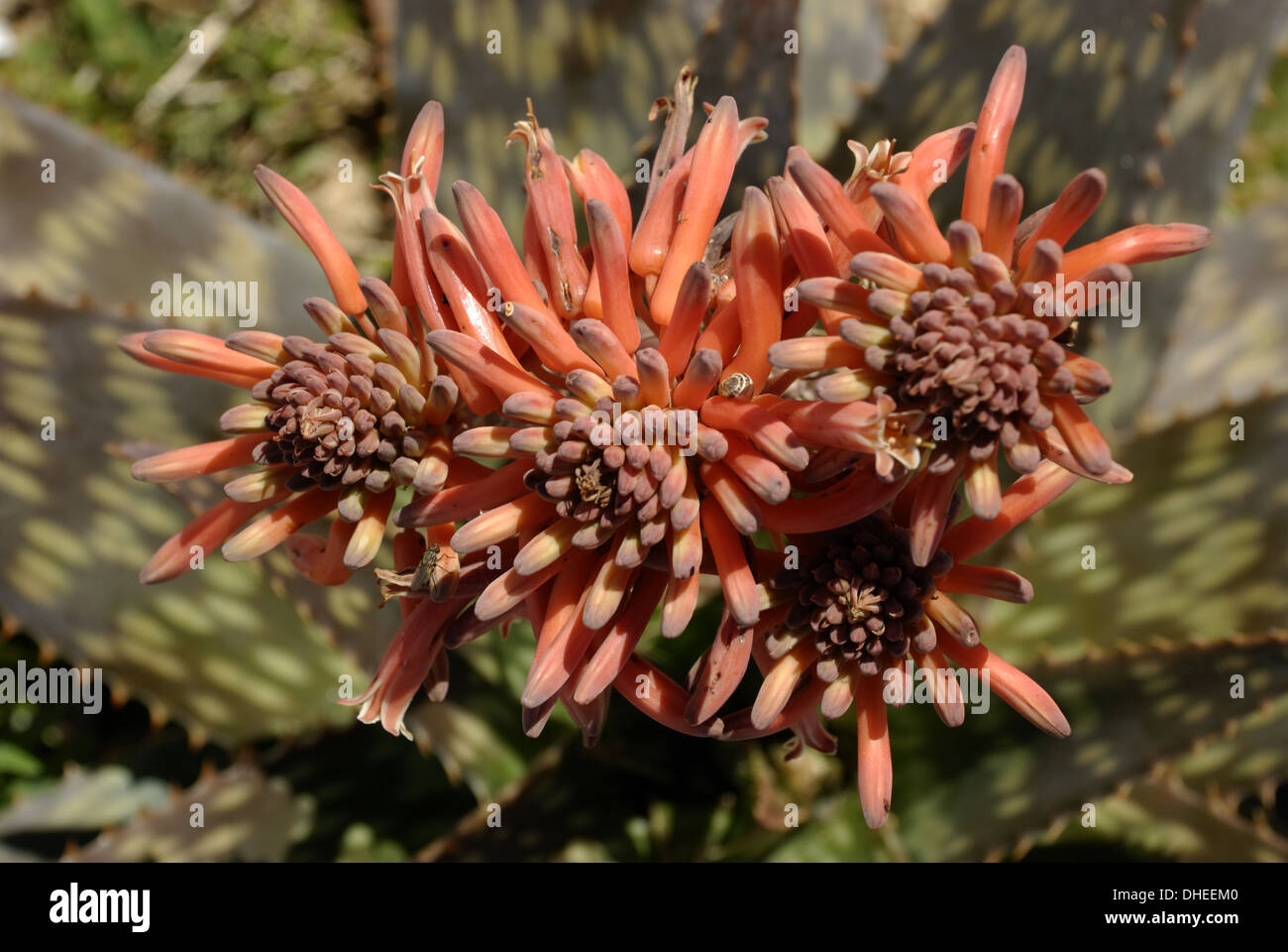 Flowering Aloe maculata Stock Photo - Alamy