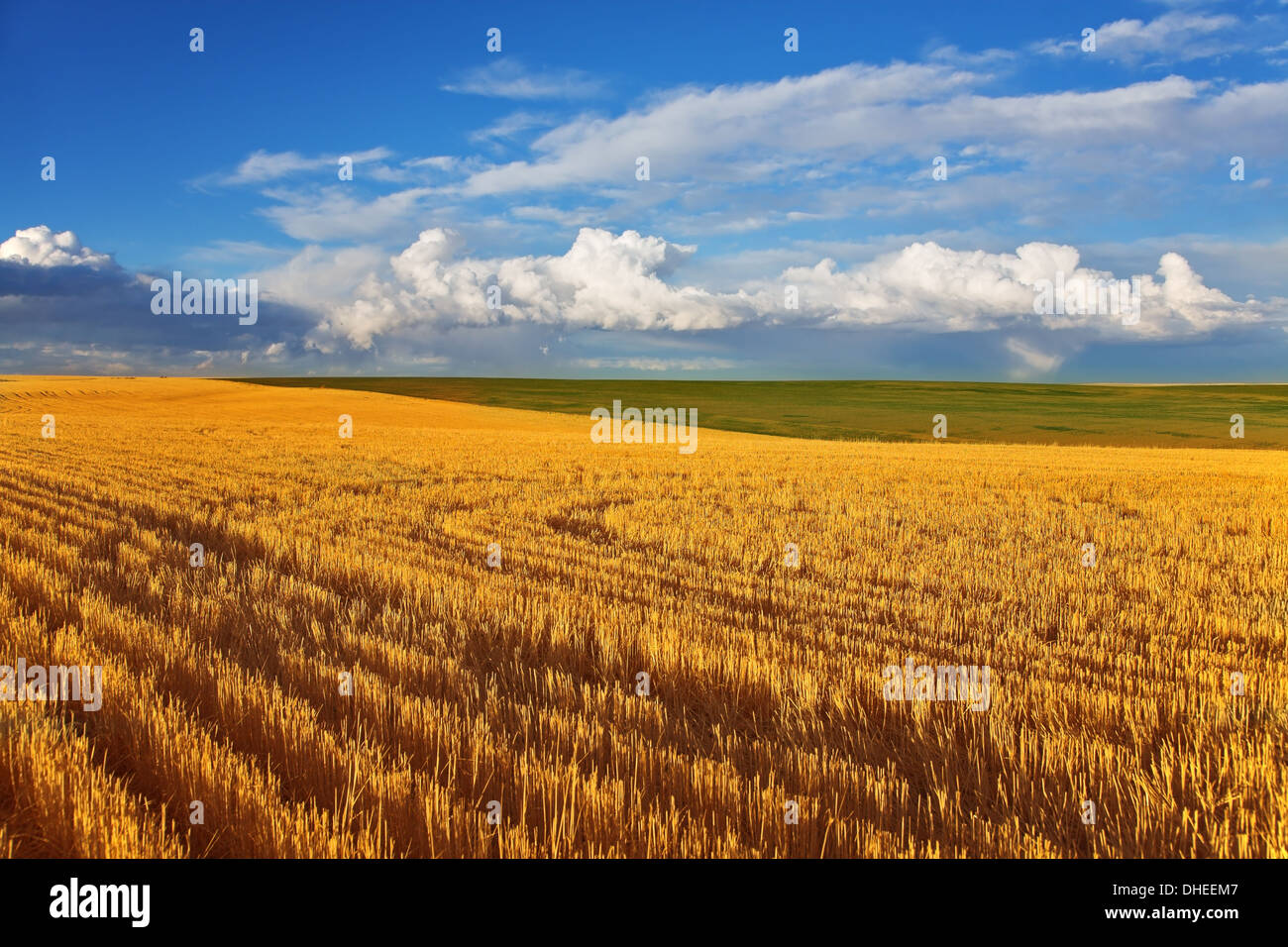 Barley field montana hi-res stock photography and images - Alamy