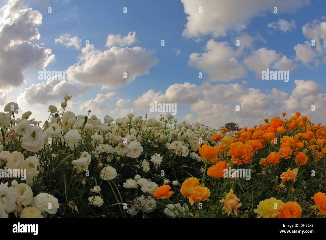 Magnificent spring field Stock Photo - Alamy