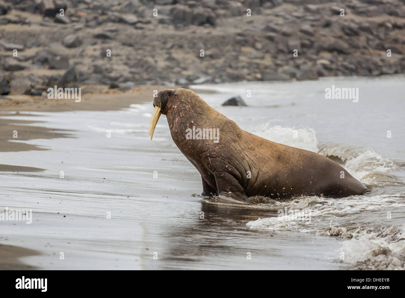 Male Atlantic walrus (Odobenus rosmarus rosmarus) hauled out to molt at ...