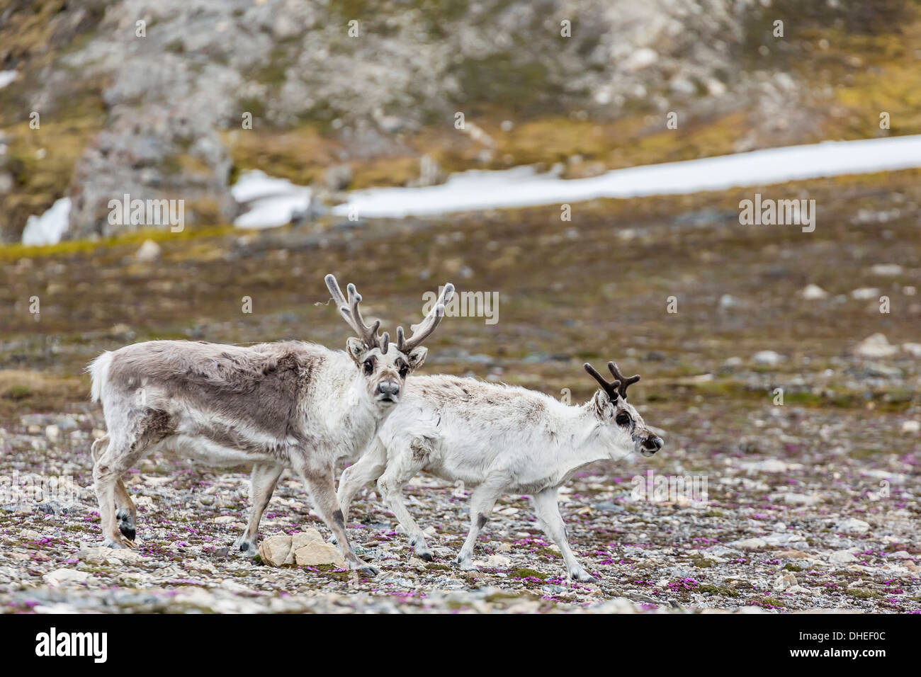 Male and female Svalbard reindeer (Rangifer tarandus platyrhynchus) at ...