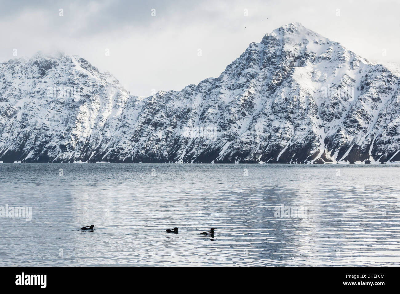 Adult black guillemots (Cepphus grylle) at Signehamna, Krossfjord ...